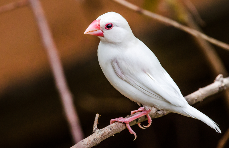 White Java Sparrow - Nu-Pets Pet Centre
