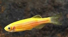 Golden Danio - Nu-Pets Pet Centre