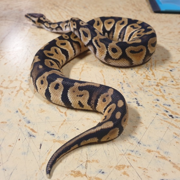 Royal Python Pastel Het Clown II - Nu-Pets Pet Centre