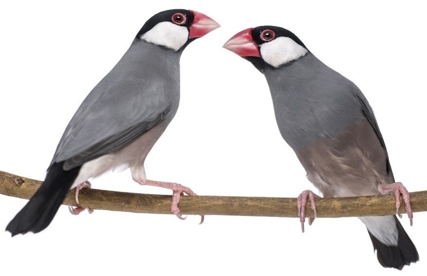 Java Sparrow - Nu-Pets Pet Centre