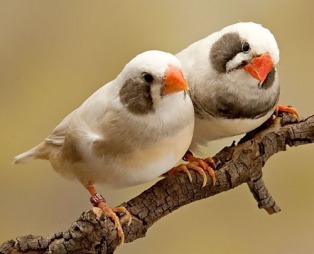 Penguin Finch - Nu-Pets Pet Centre