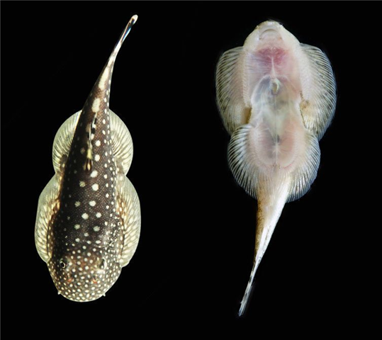 Hong Kong Plec - Nu-Pets Pet Centre