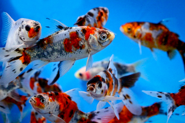 Large Shubunkin - Nu-Pets Pet Centre