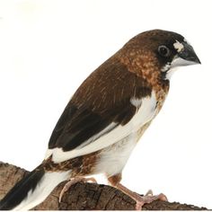 Bengalese Finch - Nu-Pets Pet Centre