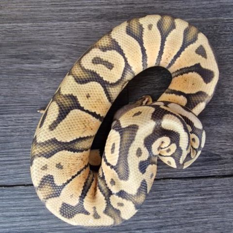 Pastel Ghost Royal Python - Nu-Pets Pet Centre